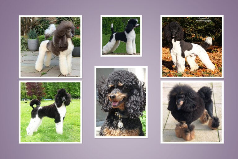 Home - The Parti Poodle Club